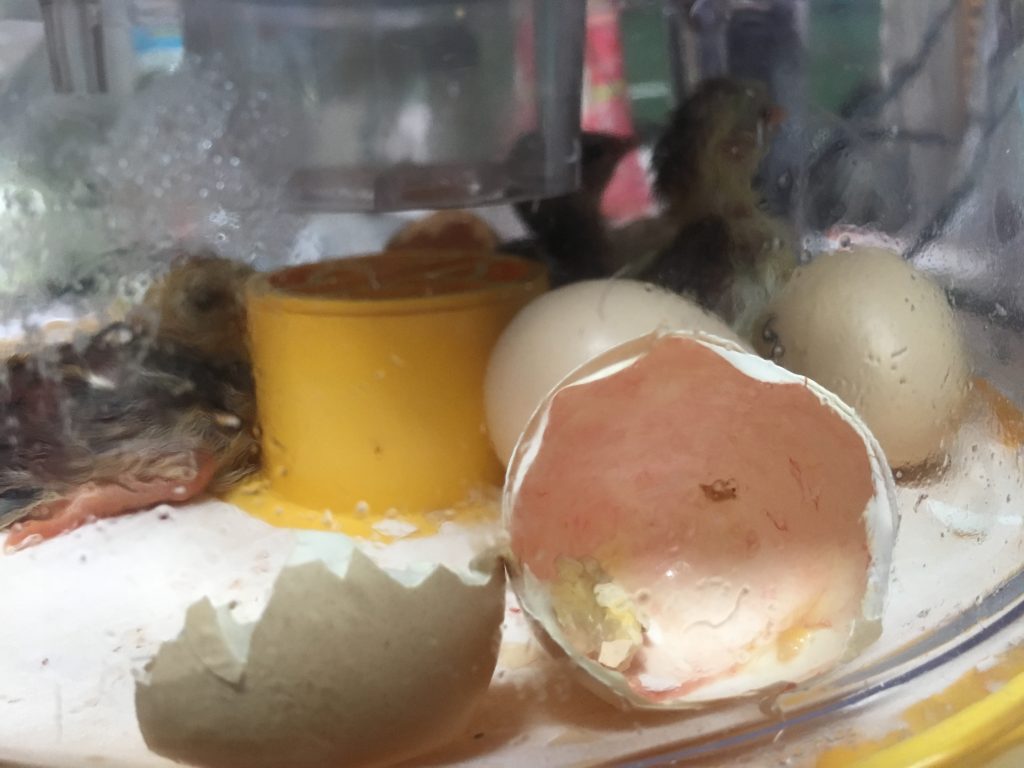 Getting Started Hatching Eggs in an Incubator - Backyard Poultry